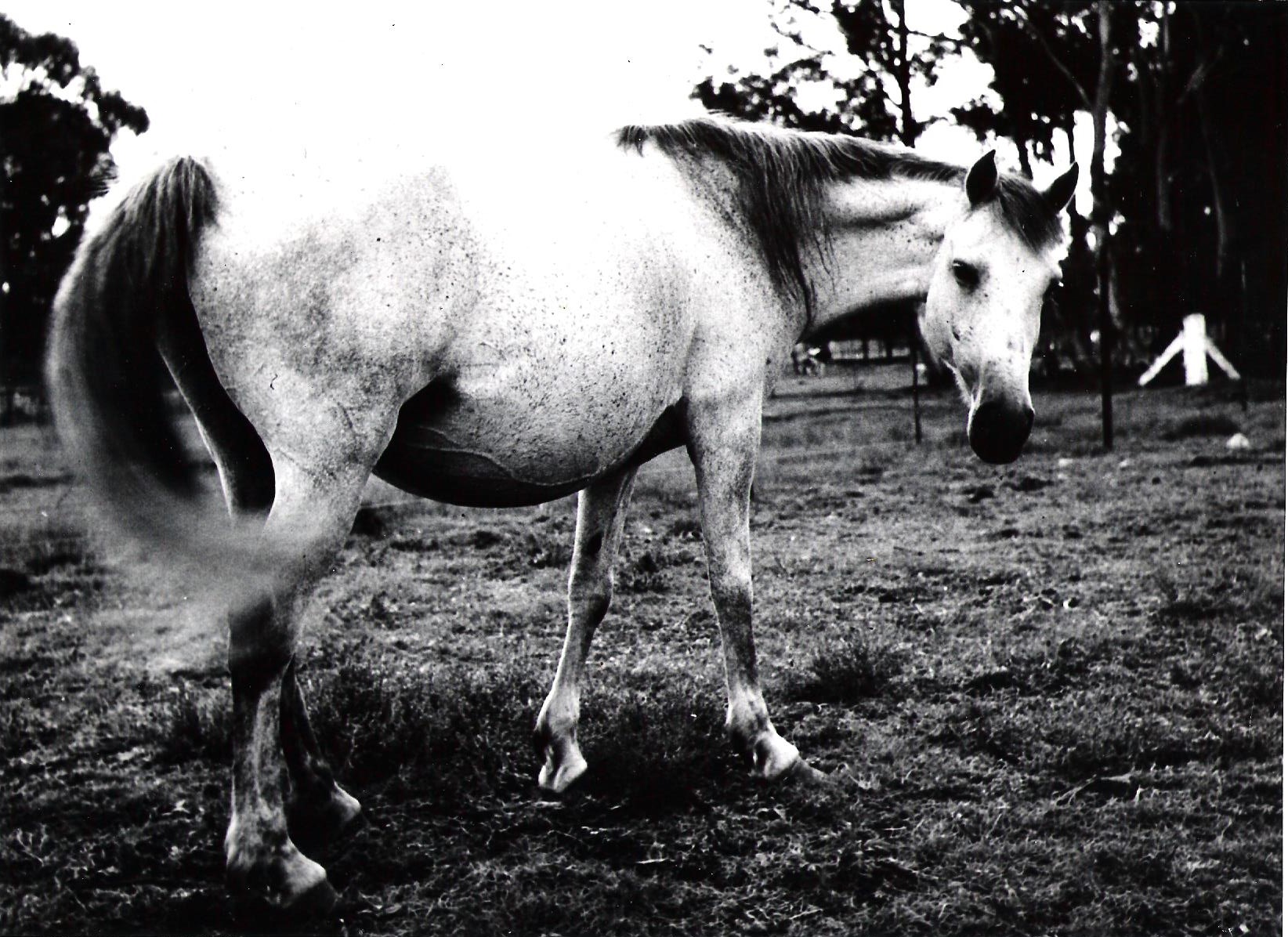 Breed History – The Nooitgedachter Breeders' Society